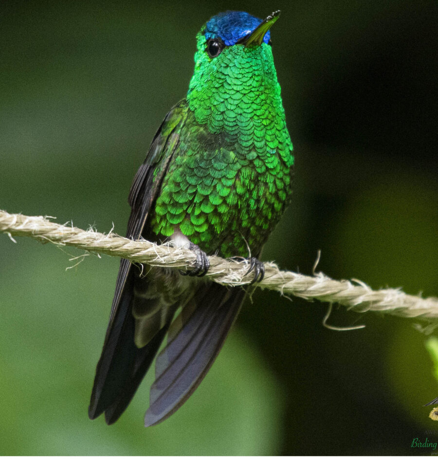 Colossal Tour! More Of The 700 Colombian Birds – 32 Days – Birding ...